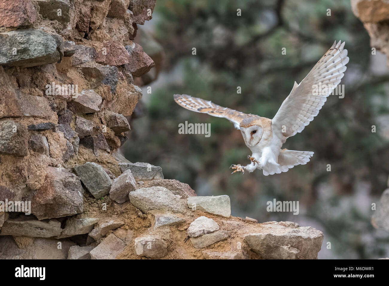 Hearing owls hi-res stock photography and images - Alamy