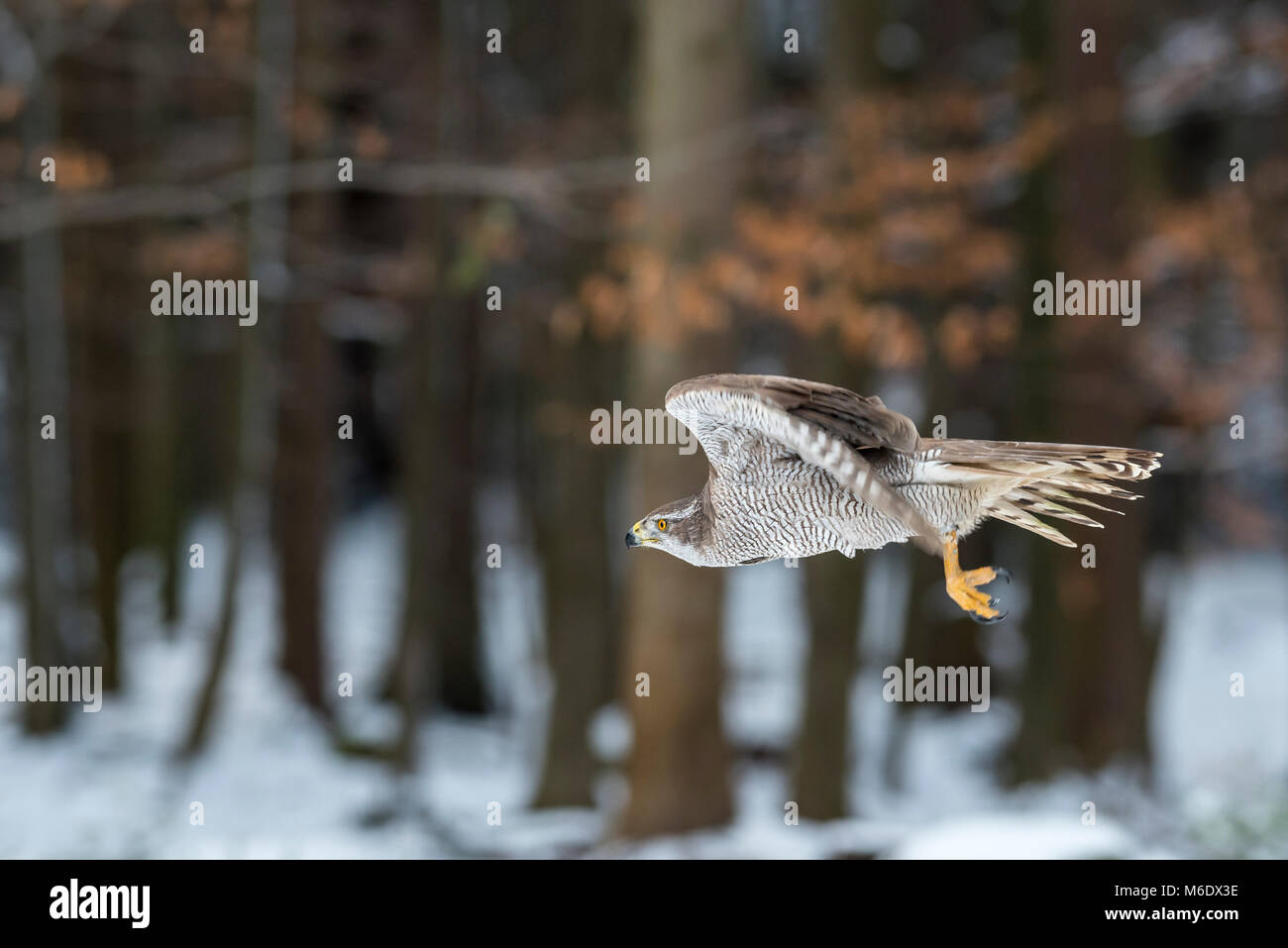 Goshawk flying trees hi-res stock photography and images - Alamy
