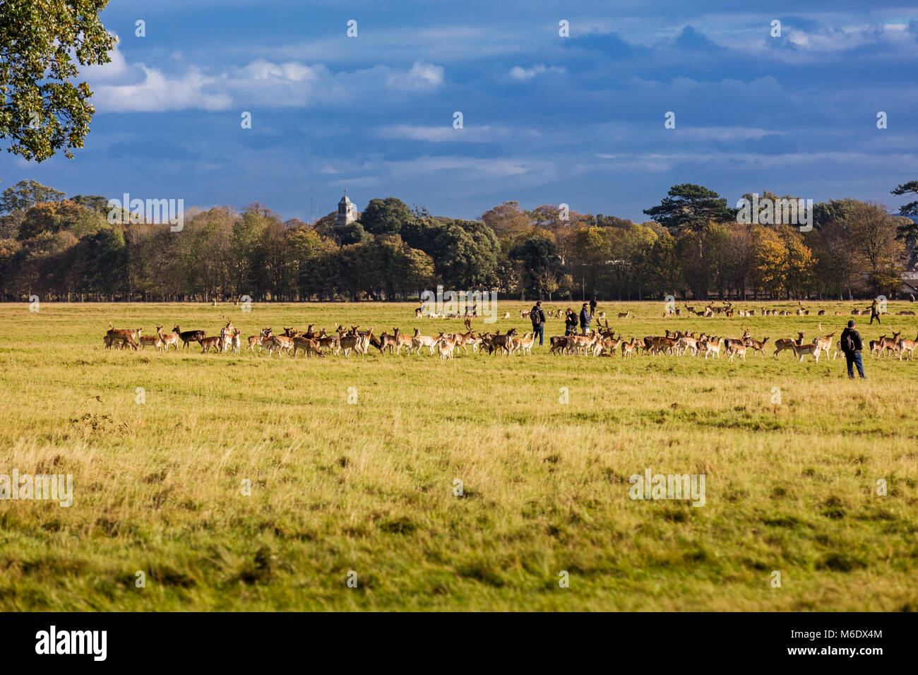 Wild Irish fauna, a herd of wild deer which roam and graze in Phoenix ...