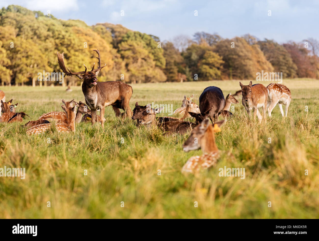 Irish fauna hi-res stock photography and images - Alamy