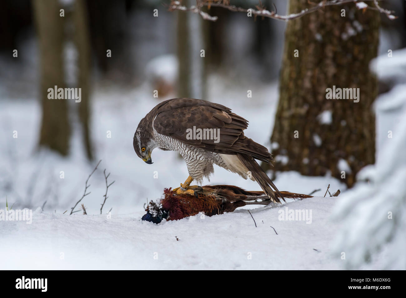 Goshawk flying trees hi-res stock photography and images - Alamy