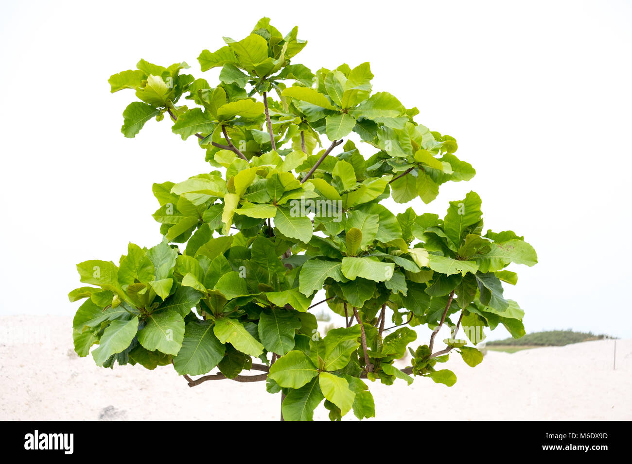 Light green healthy shrub in a sunny day isolated against white ...