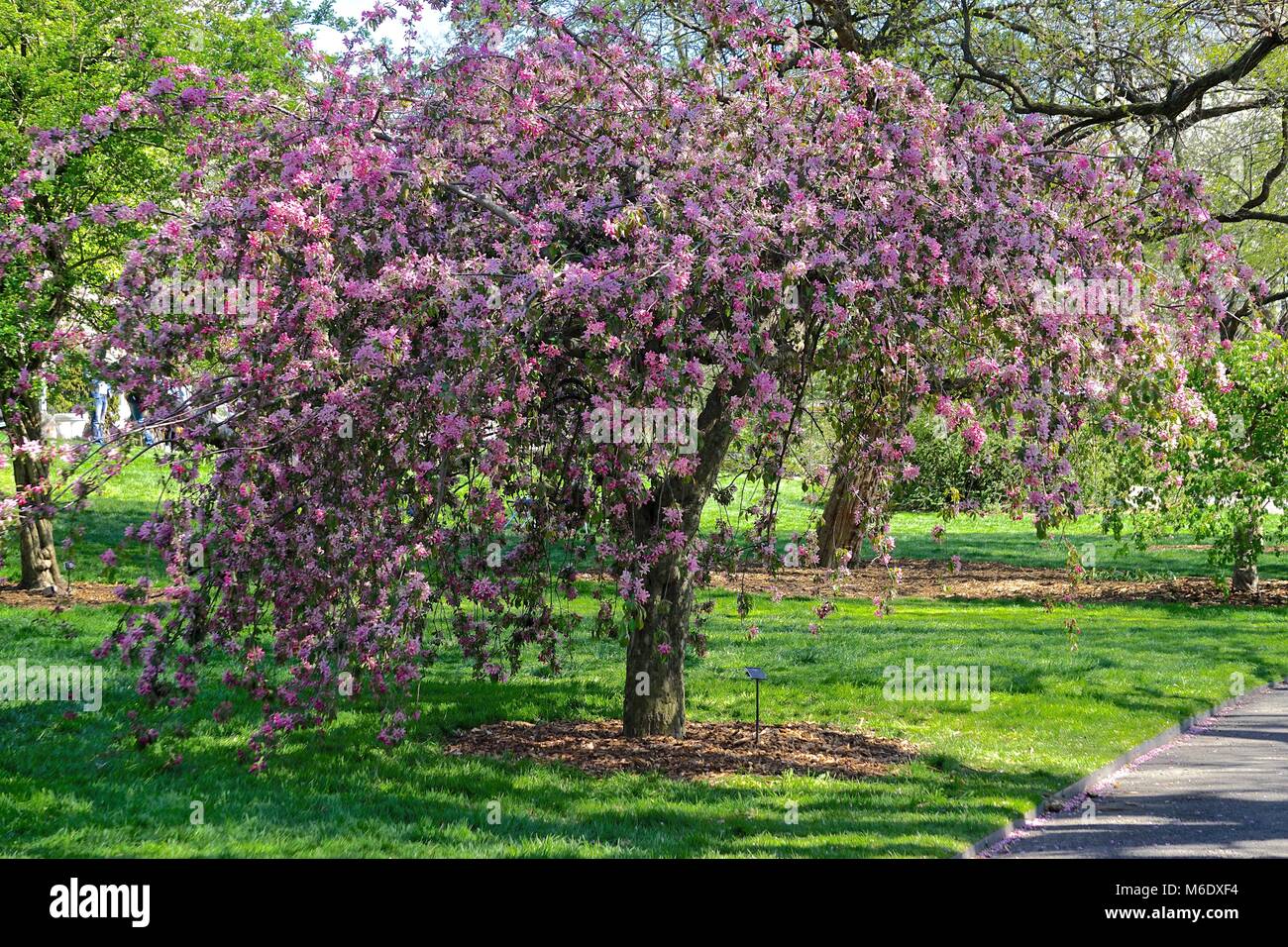 Crabapple tree in full bloom hi-res stock photography and images - Alamy