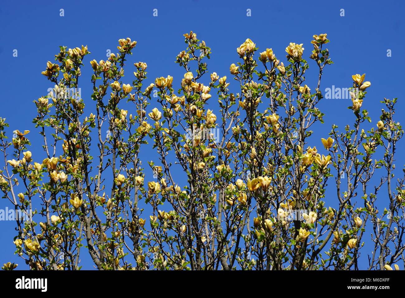 Yellow magnolia tree in full bloom Stock Photo - Alamy