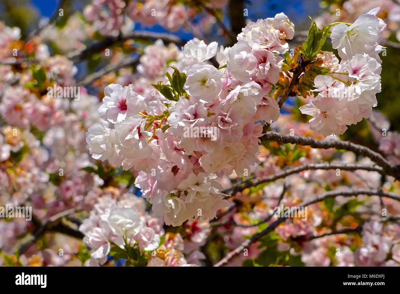 Cherry blossom tree in full bloom Stock Photo - Alamy