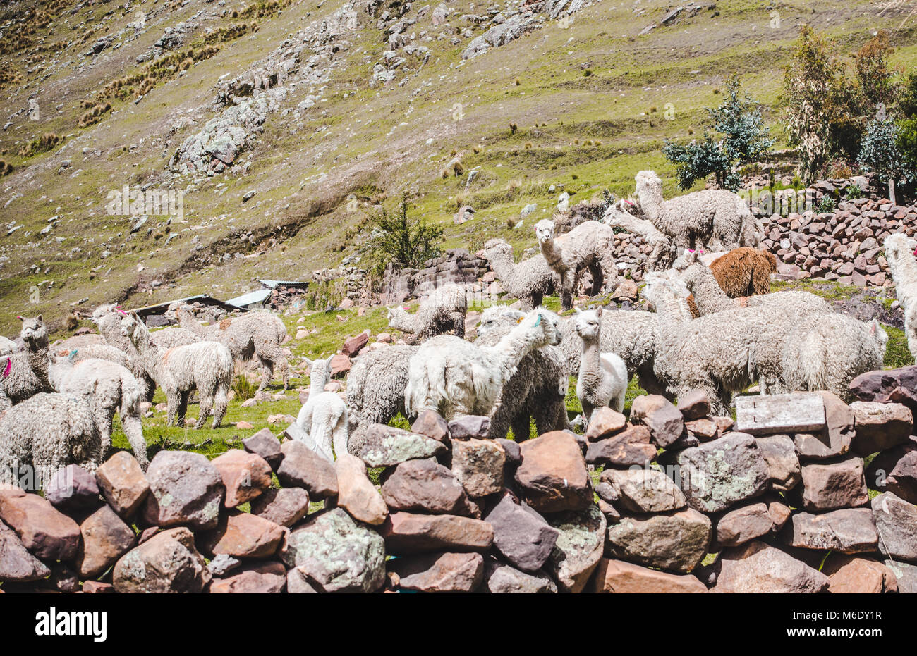 Herd of llamas and alpacas grazing in a pasture in a fertile green ...