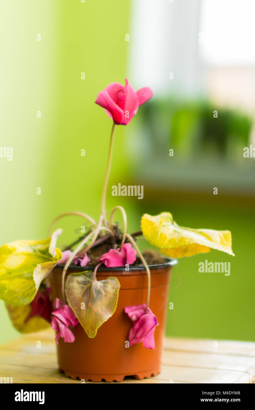 Heed hi-res stock photography and images - Alamy