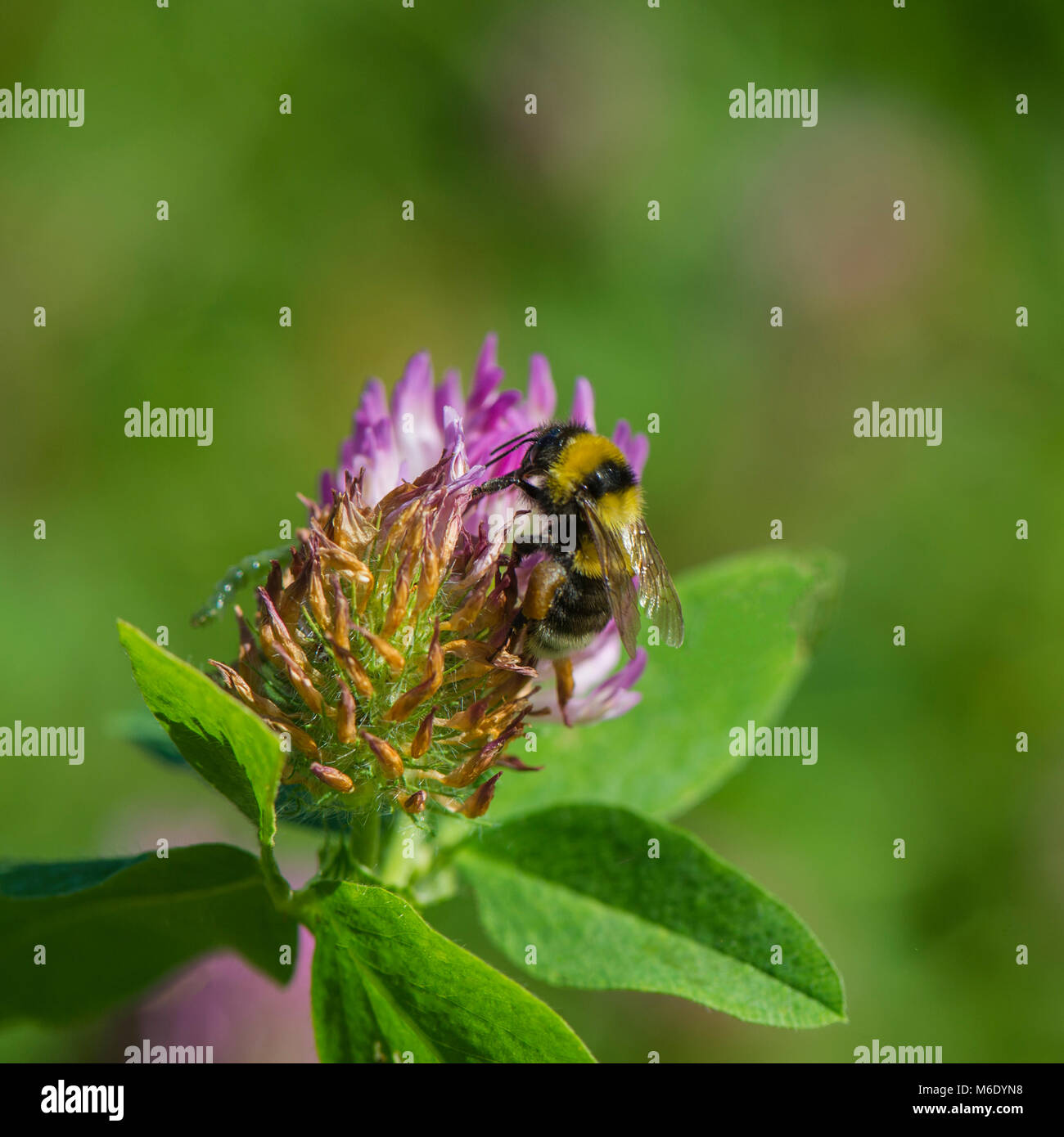 Red Clover Bee High Resolution Stock Photography and Images - Alamy
