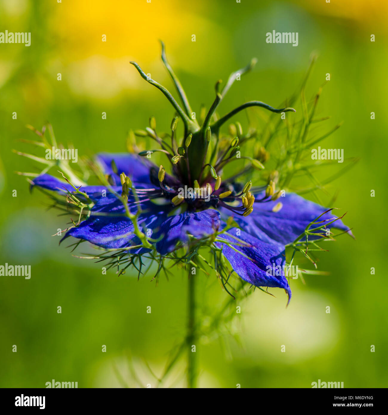 cumin flower black on a blurred green background. Summer season. Garden ...