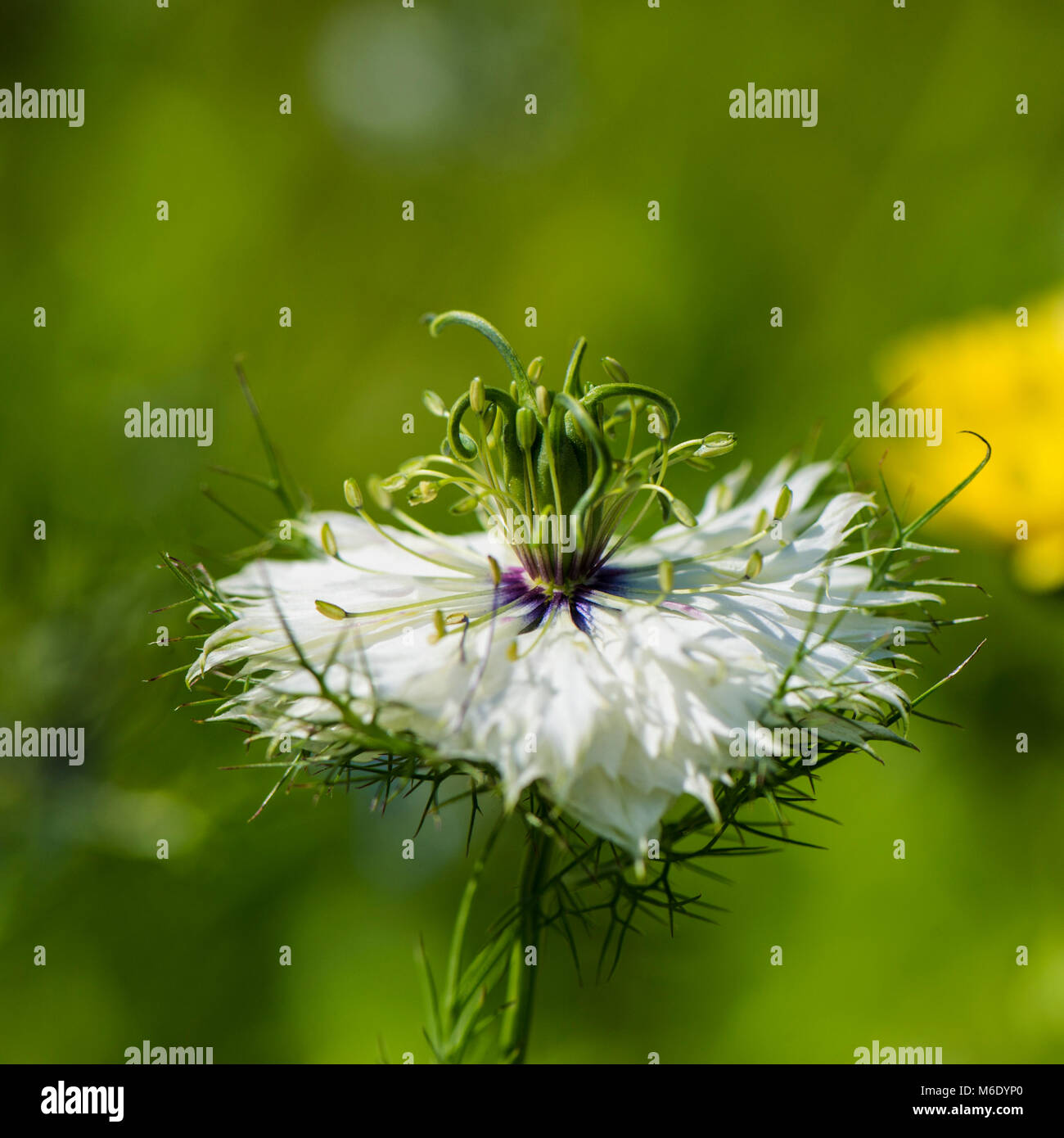 cumin flower black on a blurred green background. Summer season. Garden ...