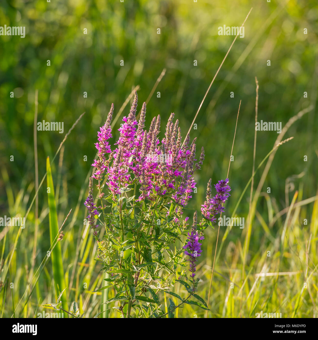 wading purple flowers on a green grass background. Summer season ...