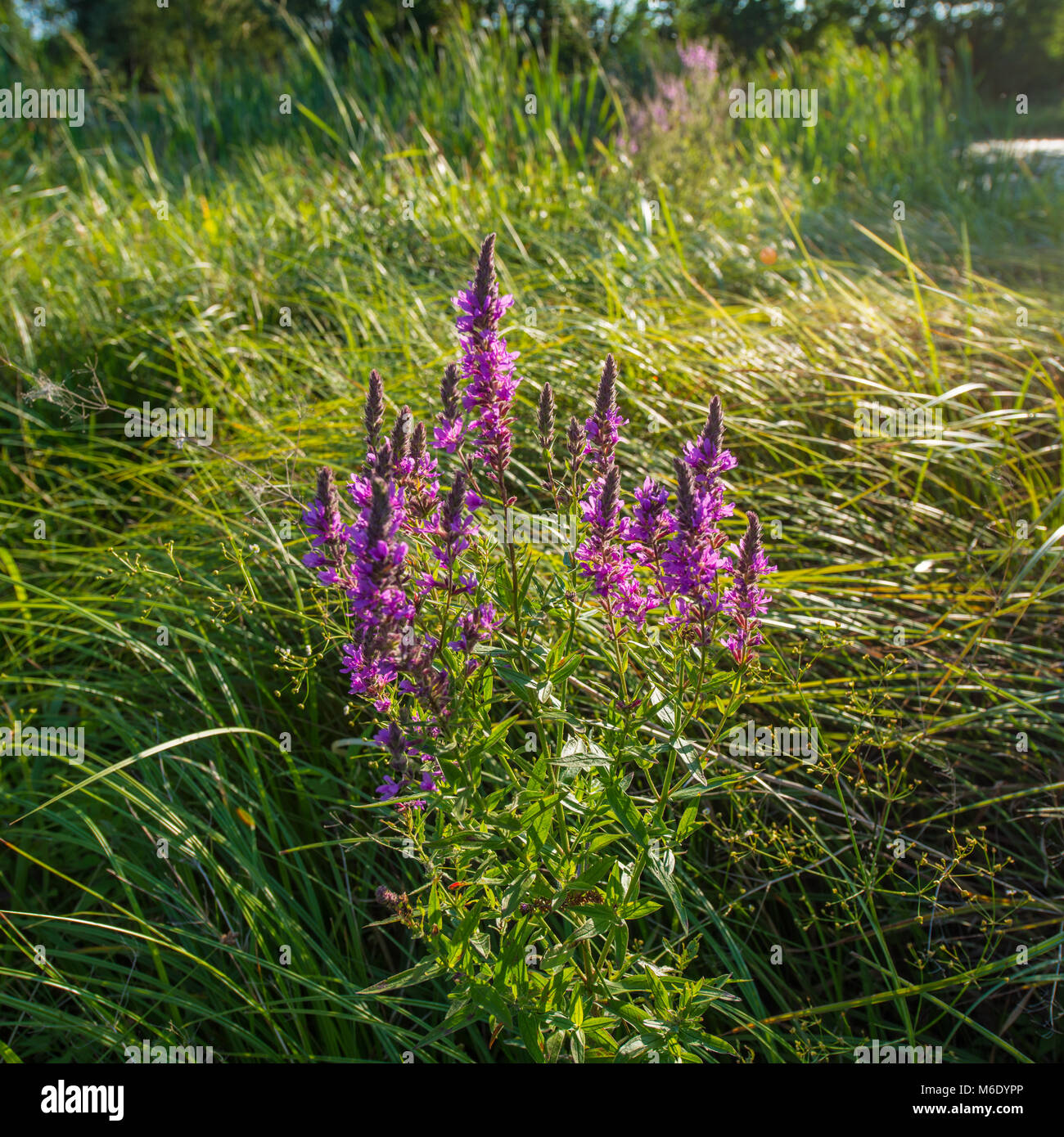 wading purple flowers on a green grass background. Summer season ...