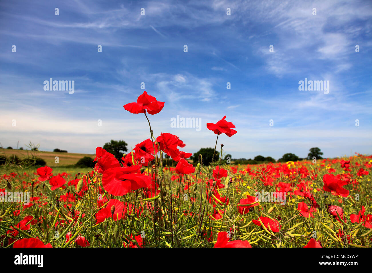 Fields of common Poppy flowers, Papaver rhoeas, near Norwich, Norfolk ...