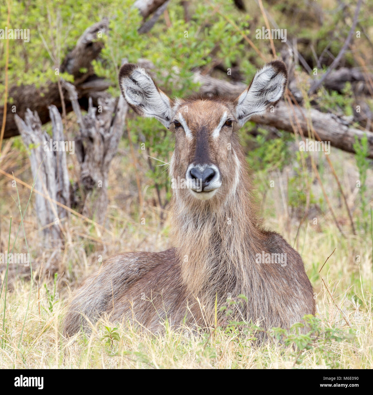 Ellipsiprymnus waterbuck hi-res stock photography and images - Alamy