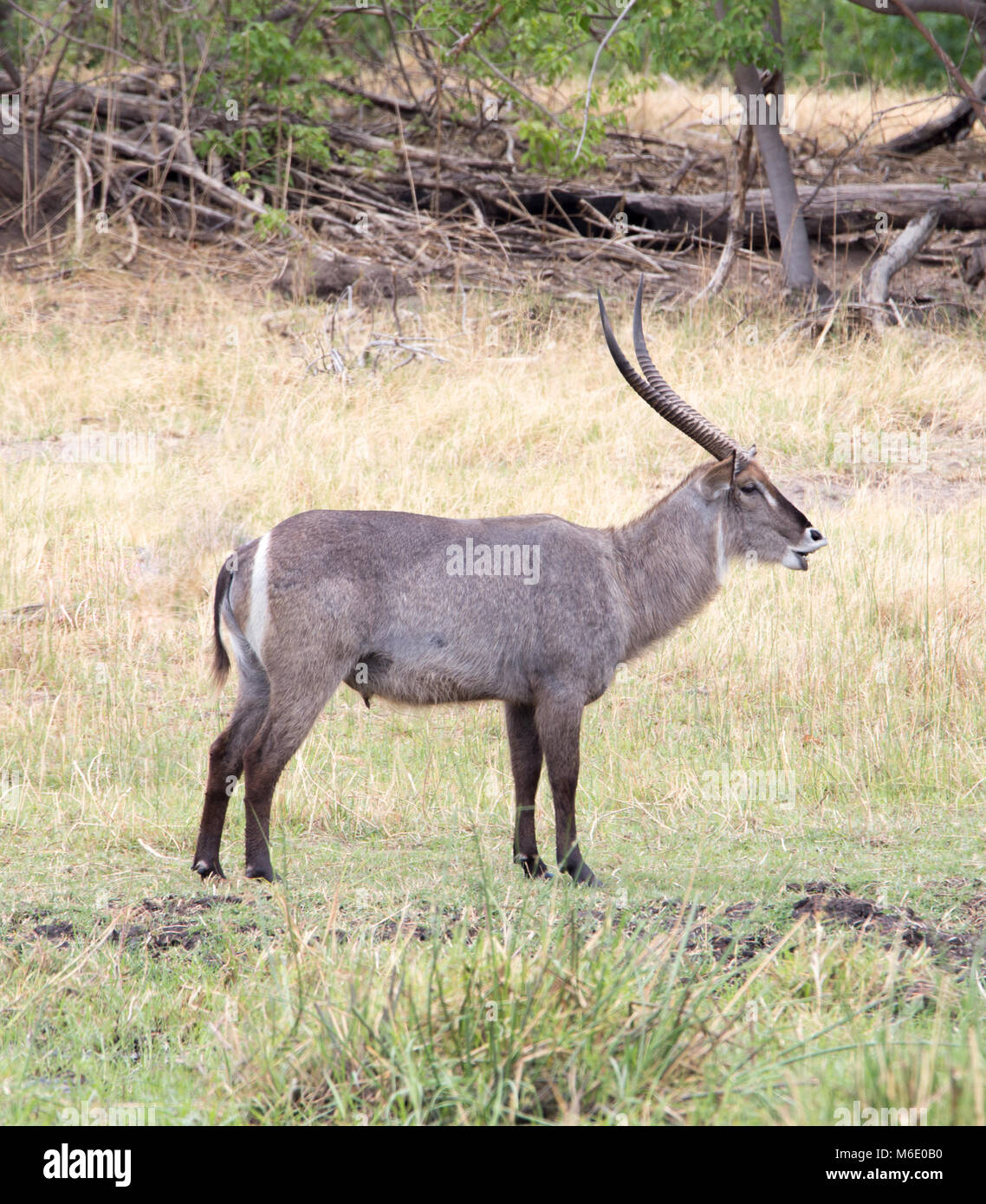 Ellipsiprymnus waterbuck hi-res stock photography and images - Alamy