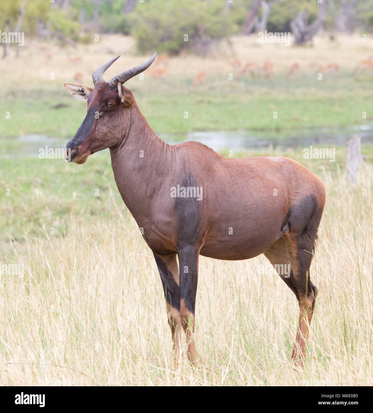 Common tsessebe hi-res stock photography and images - Alamy