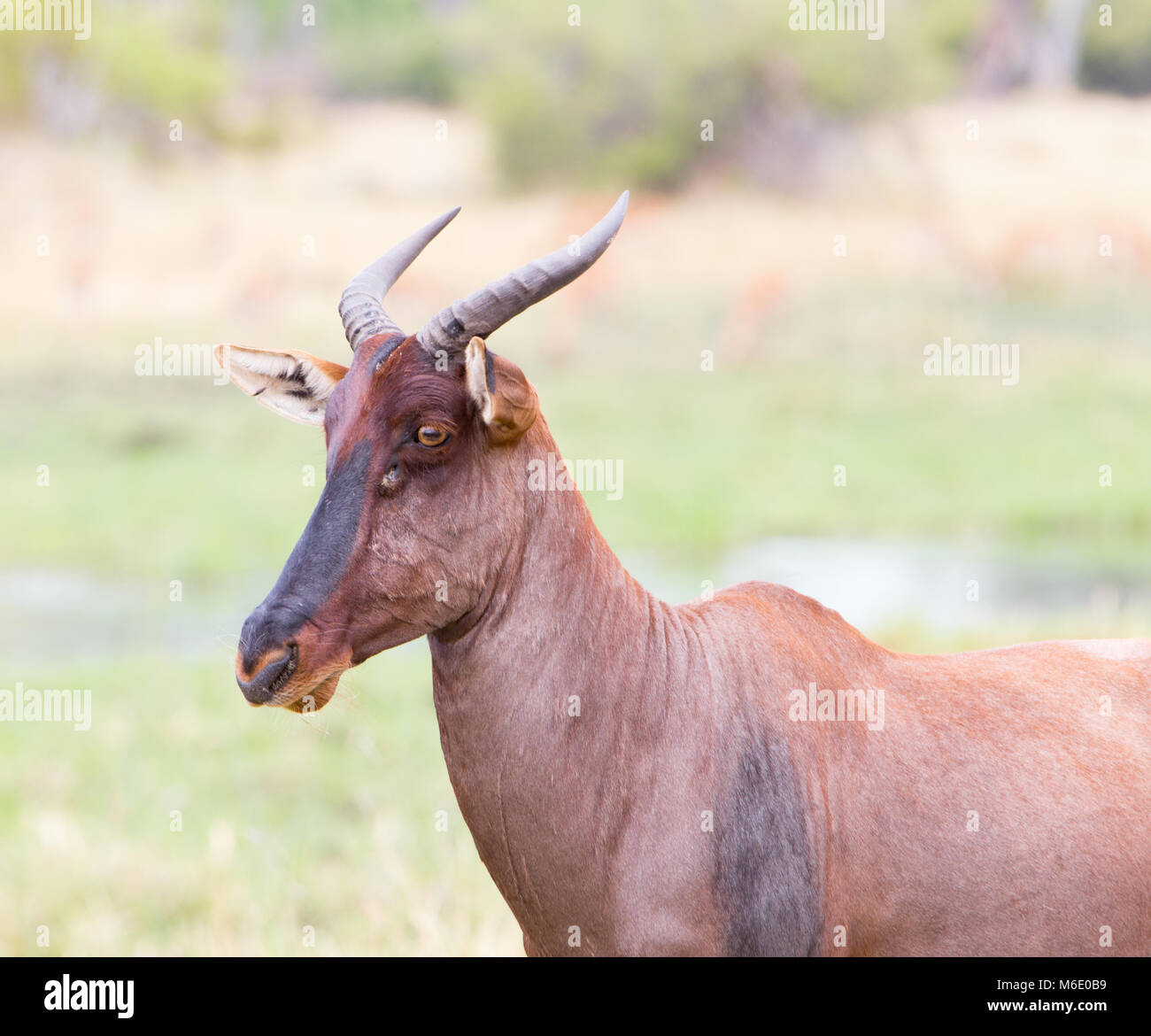 Common Tsessebe Stock Photos & Common Tsessebe Stock Images - Alamy