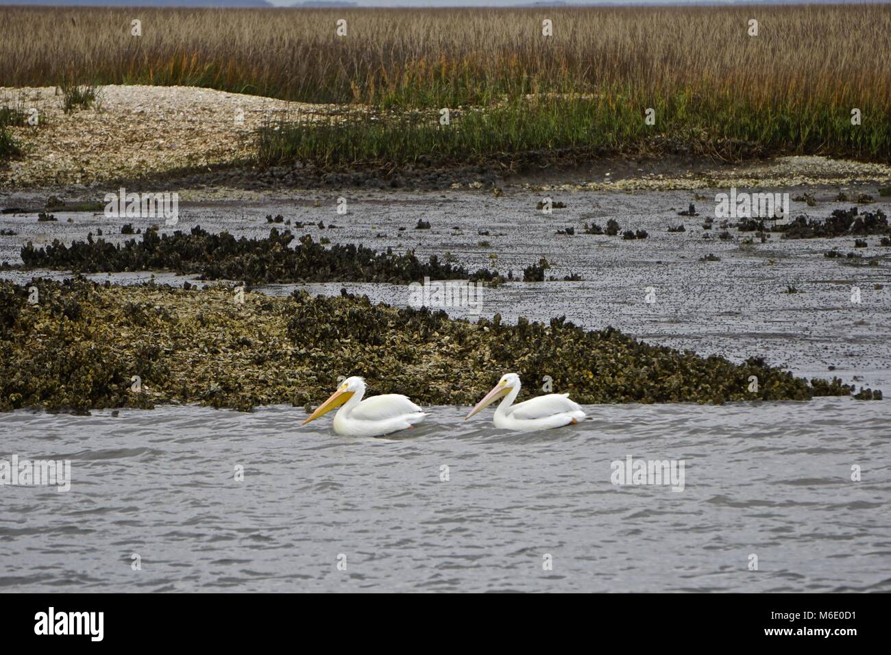 Little Tiger Island, Florida, USA: A pair of American white pelican ...