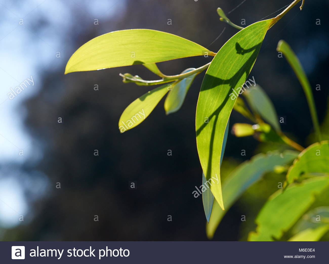 Golden Wattle Tree Stock Photos & Golden Wattle Tree Stock Images - Alamy