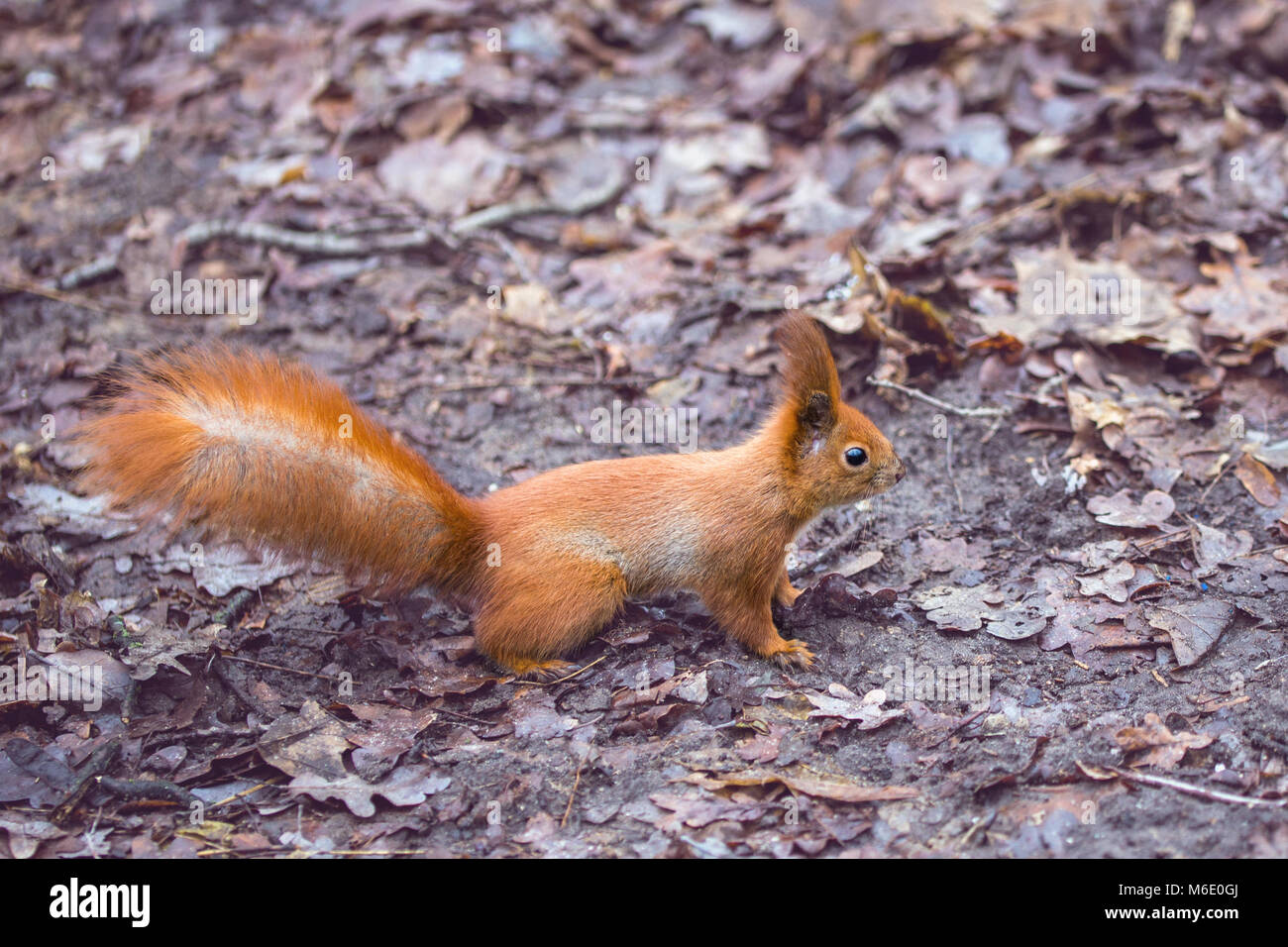 Little cute fluffy orange squirrel on a fallen oak-tree leaves in a ...