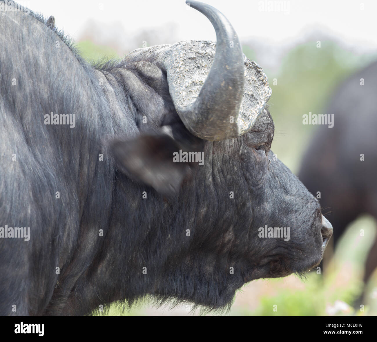 Buffalo big five hi-res stock photography and images - Alamy