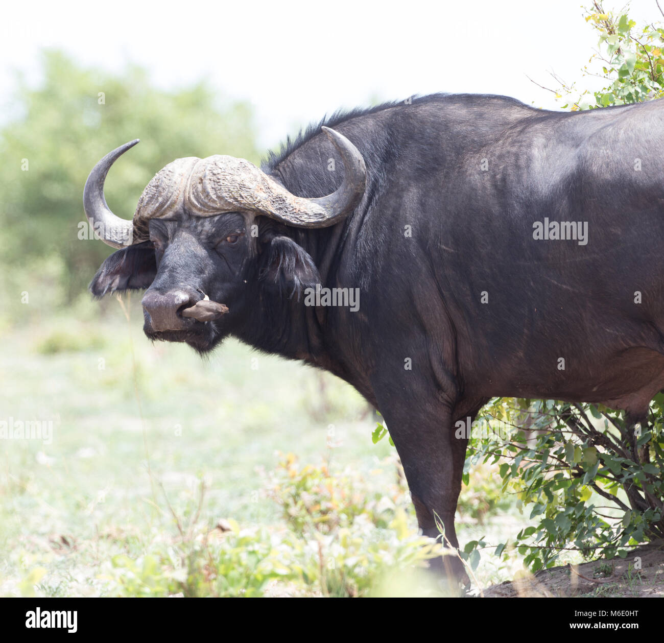 Buffalo High Resolution Stock Photography and Images - Alamy