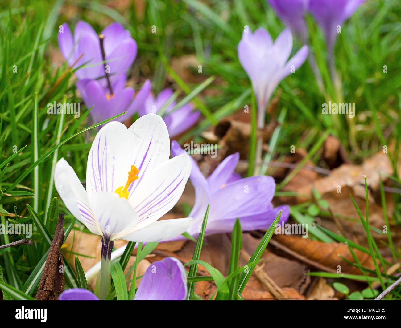 English broom hi-res stock photography and images - Alamy