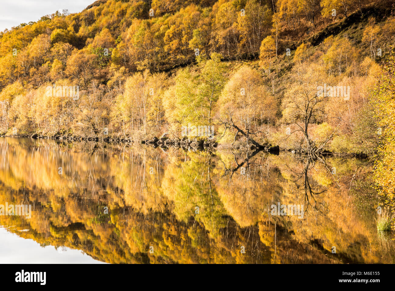 Golden Fall Scenery in Scotland Stock Photo - Alamy