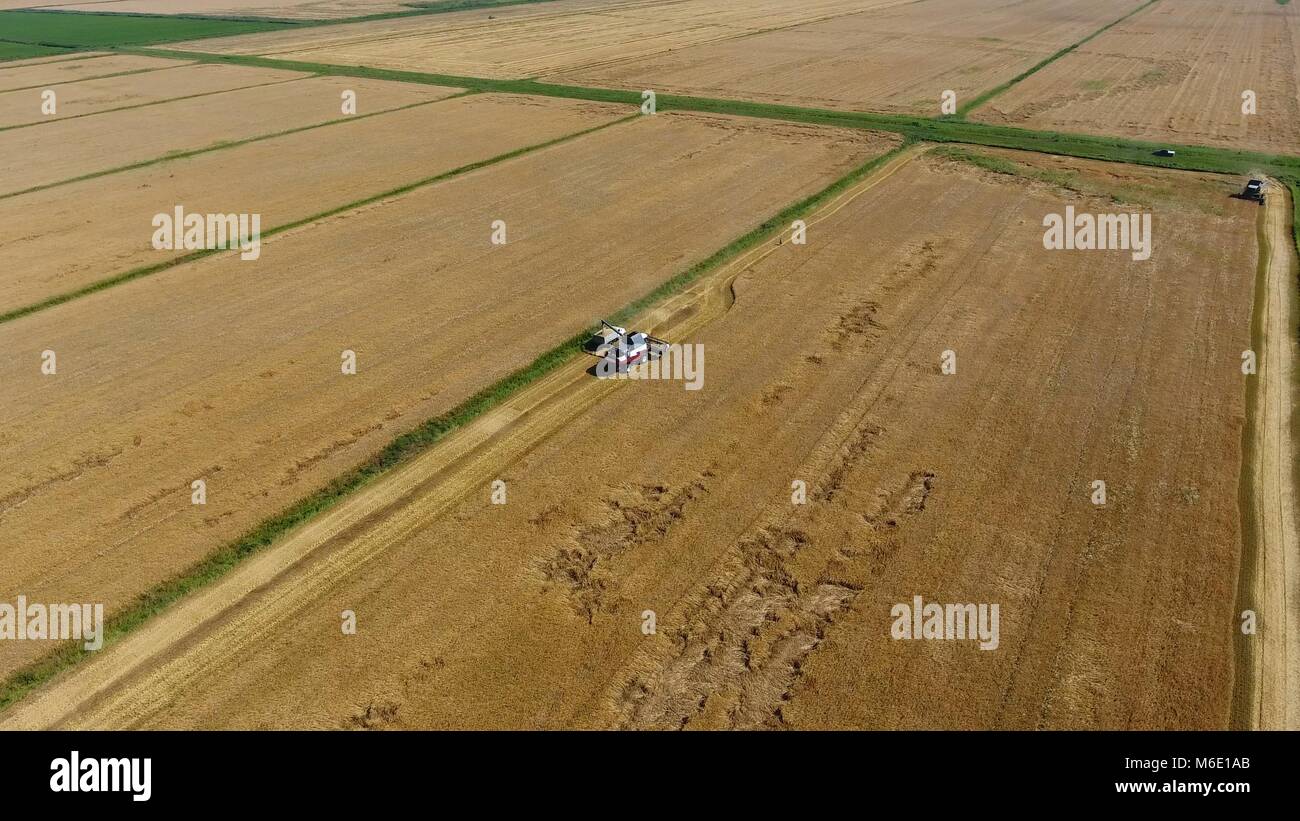 Harvesting barley harvesters. Fields of wheat and barley, the work of ...