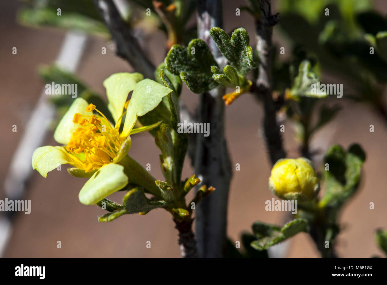 Cliffrose hi-res stock photography and images - Alamy