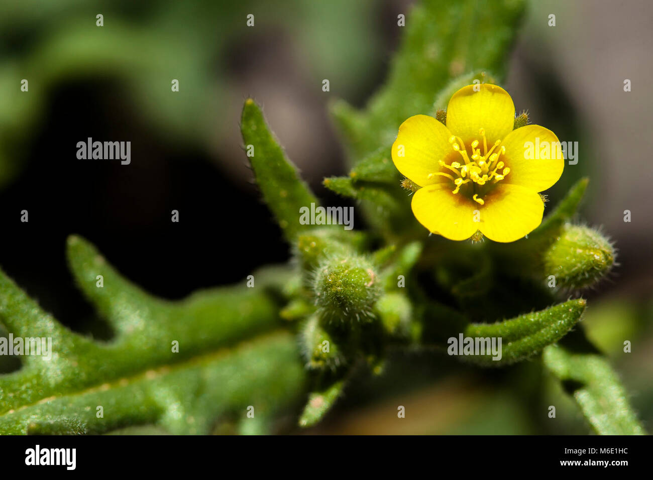 Blazingstar (Mentzelia sp Stock Photo - Alamy