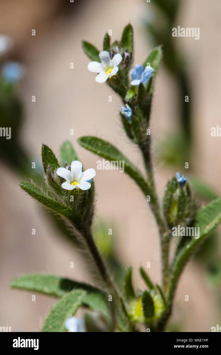 Lappula occidentalis hi-res stock photography and images - Alamy