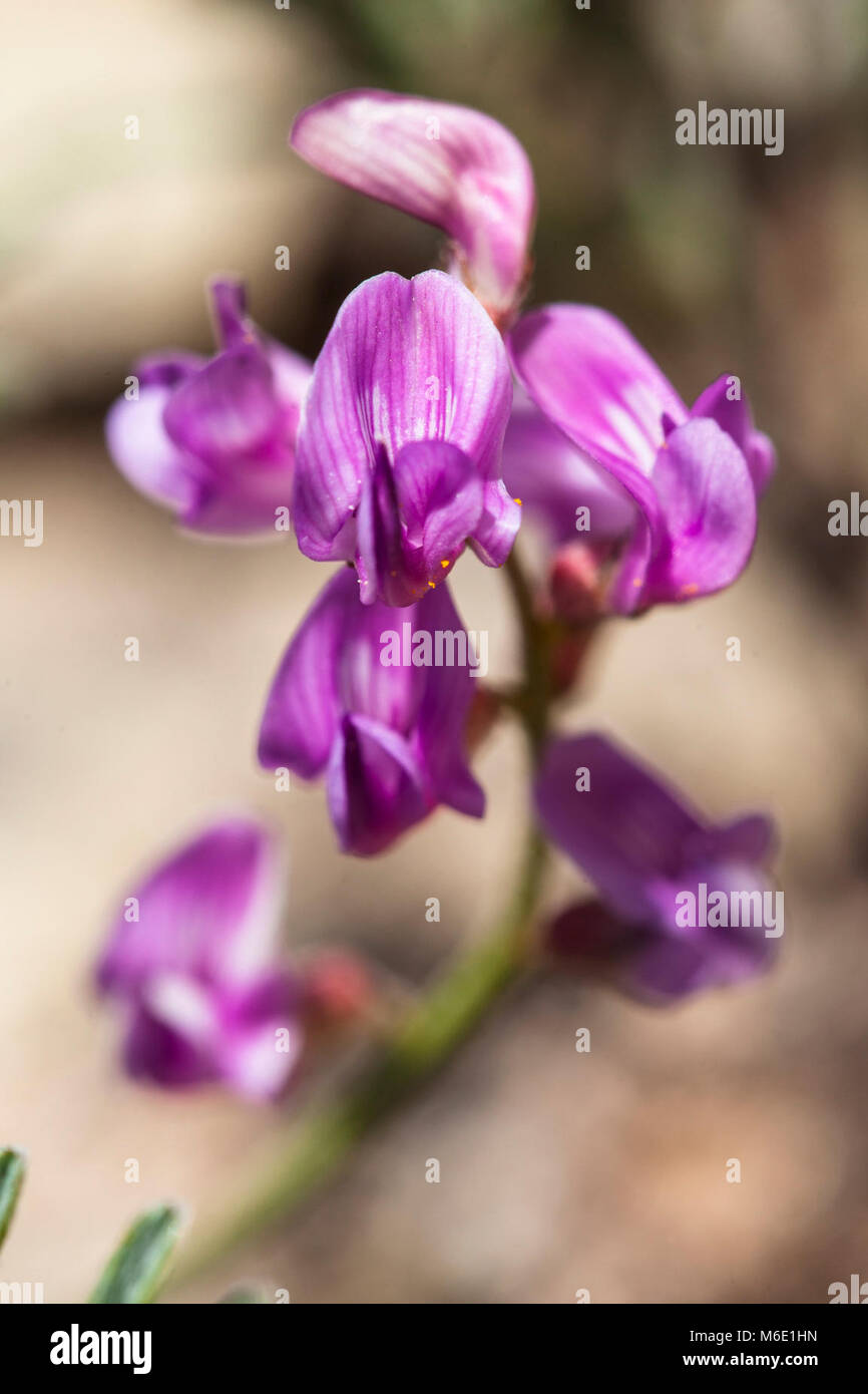 Milkvetch (Astragalus sp Stock Photo - Alamy