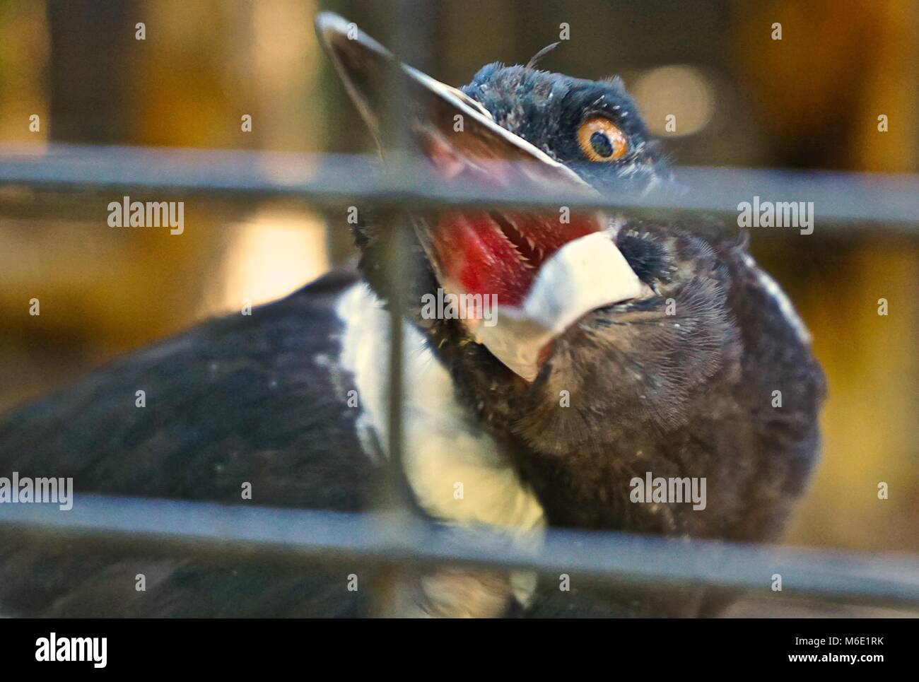 Angry Bird High Resolution Stock Photography and Images - Alamy