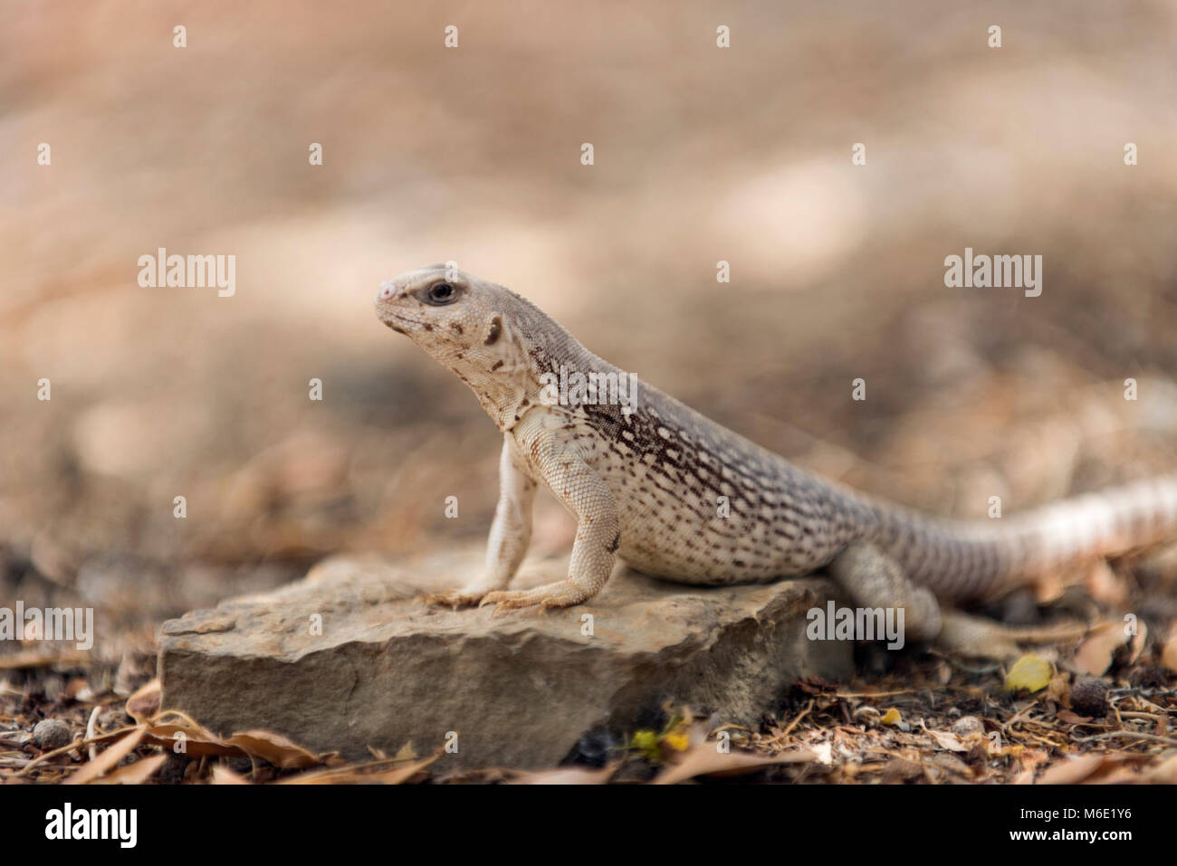 Desert iguana (Dipsosaurus dorsalis Stock Photo - Alamy