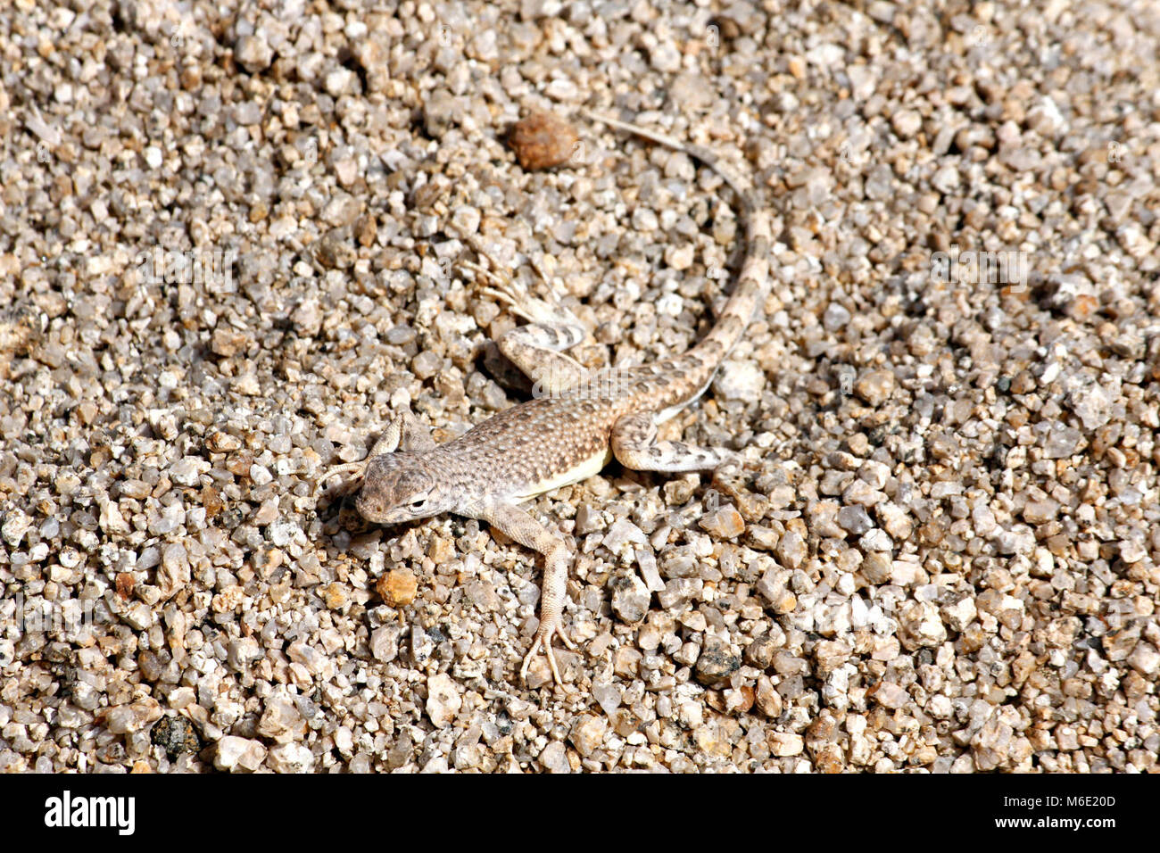 Zebra-tailed lizard (Callisaurus draconoides Stock Photo - Alamy