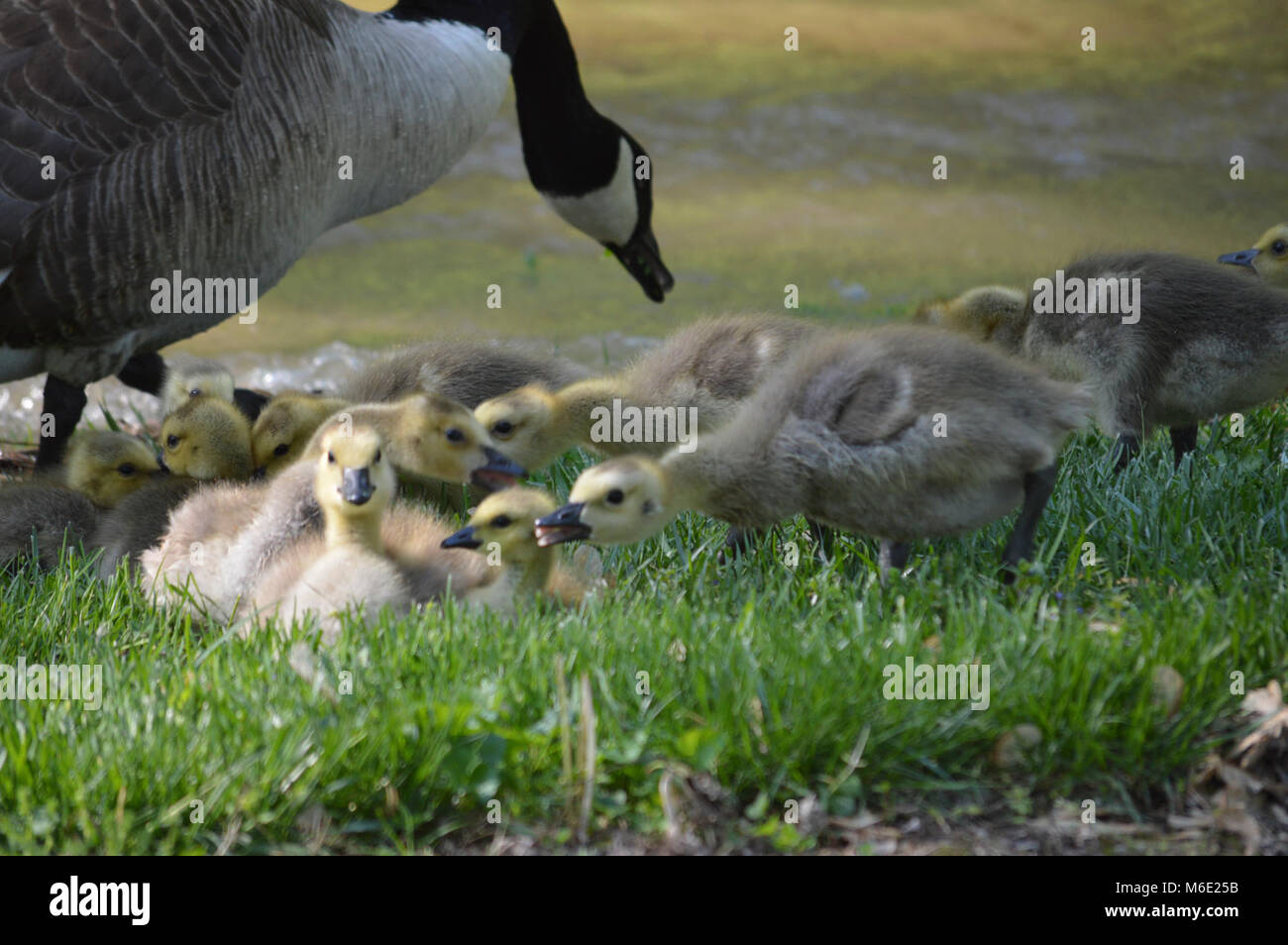 A huddle of goslings. Several families of Canada geese were spotted ...