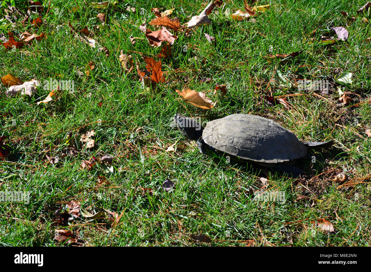 Giant Snapping Turtle and Fall Foliage Stock Photo - Alamy