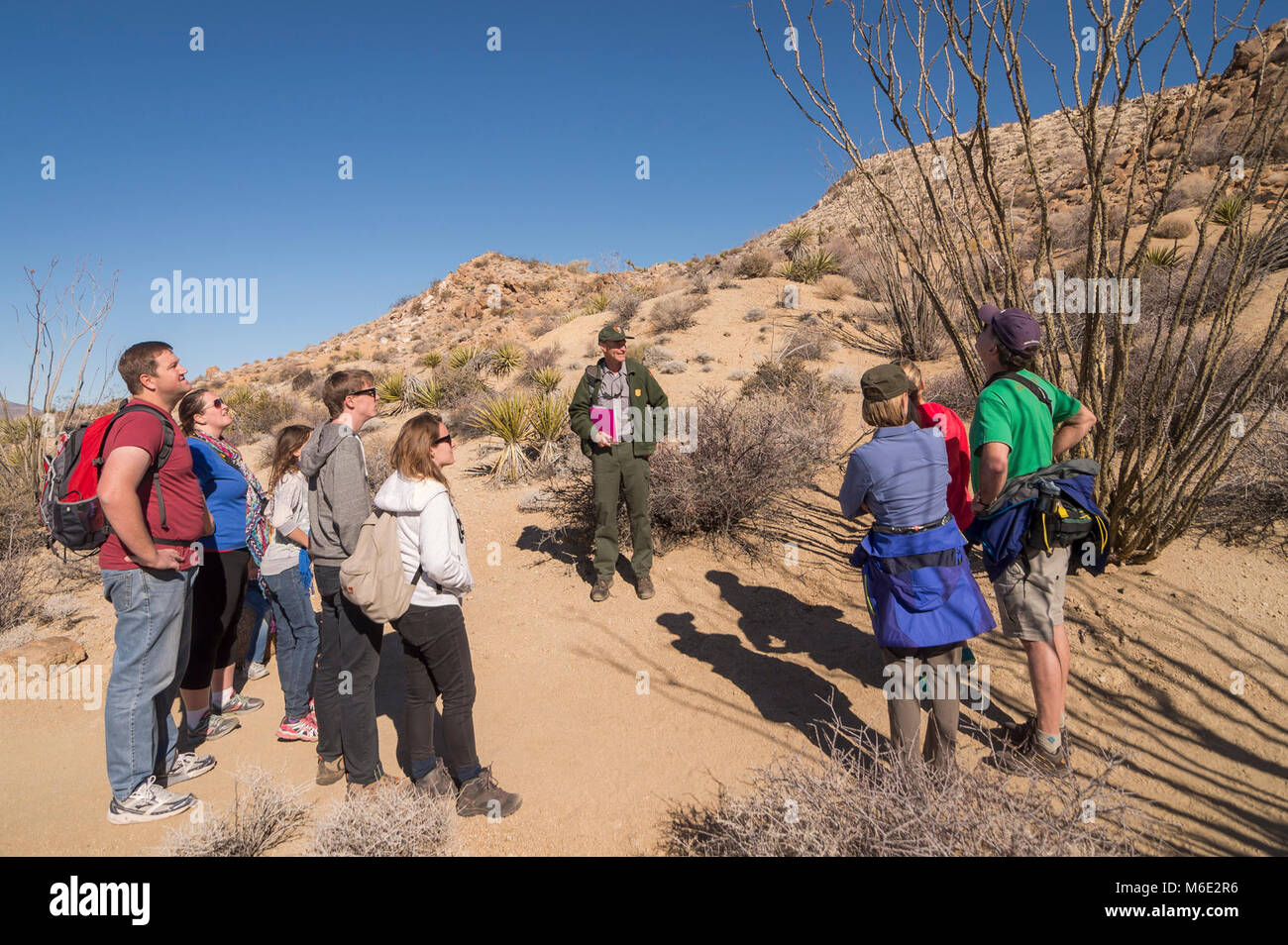 Visitors Examine an Ocotillo with Ranger Keith Flood Stock Photo - Alamy