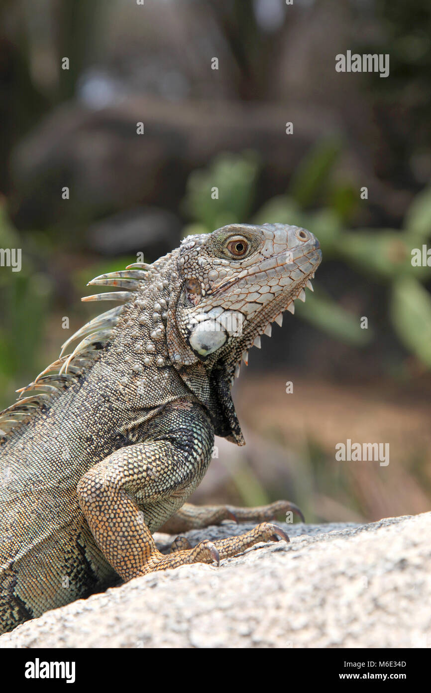 Aruba lizard hi-res stock photography and images - Alamy