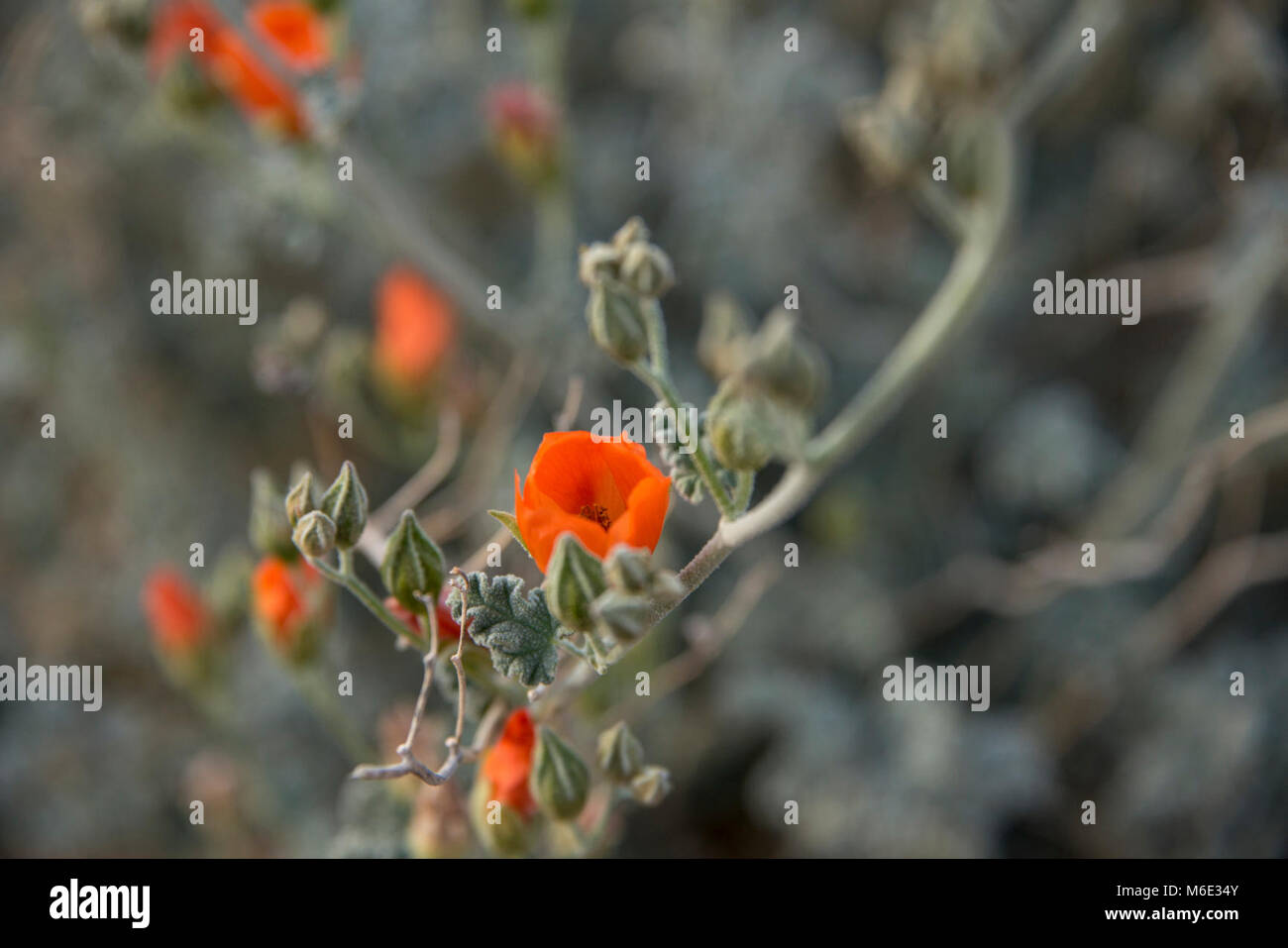 Globemallow (Sphaeralcea ambigua Stock Photo - Alamy
