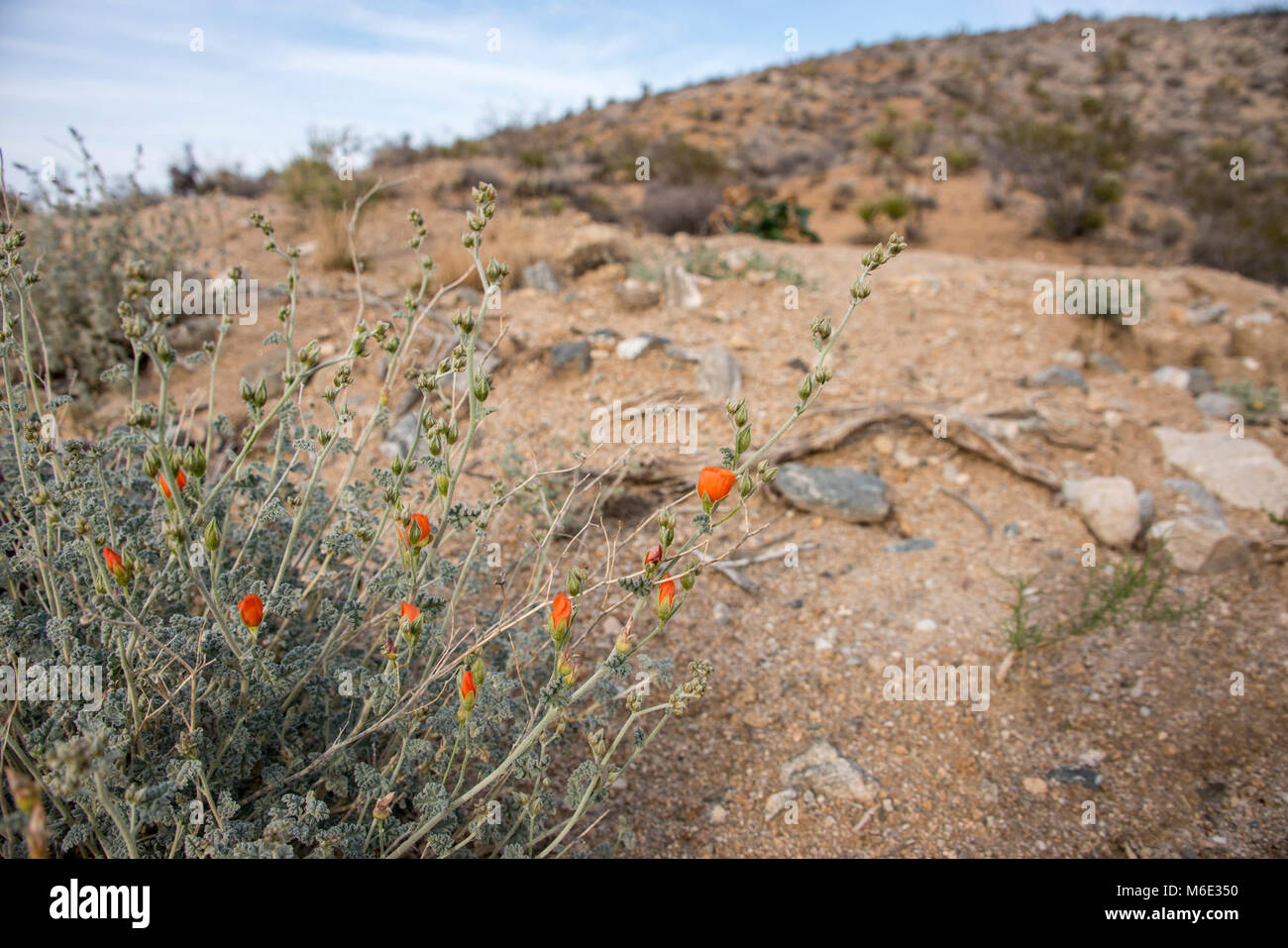 Globemallow (Sphaeralcea ambigua Stock Photo - Alamy