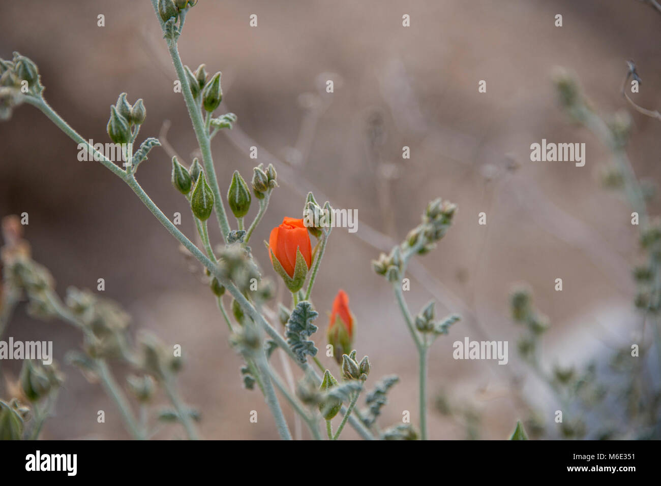 Globemallow (Sphaeralcea ambigua Stock Photo - Alamy