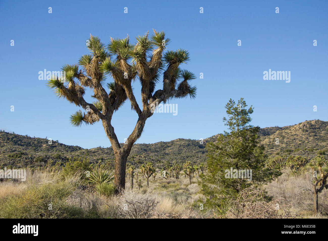 Joshua tree and pinyon pine along the Short Loop Trail Stock Photo - Alamy