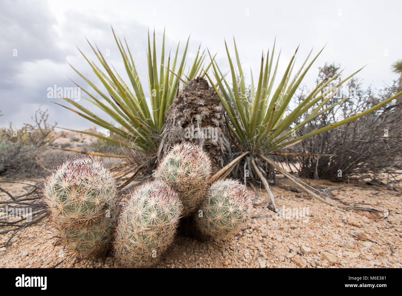 Foxtail cactus hi-res stock photography and images - Alamy