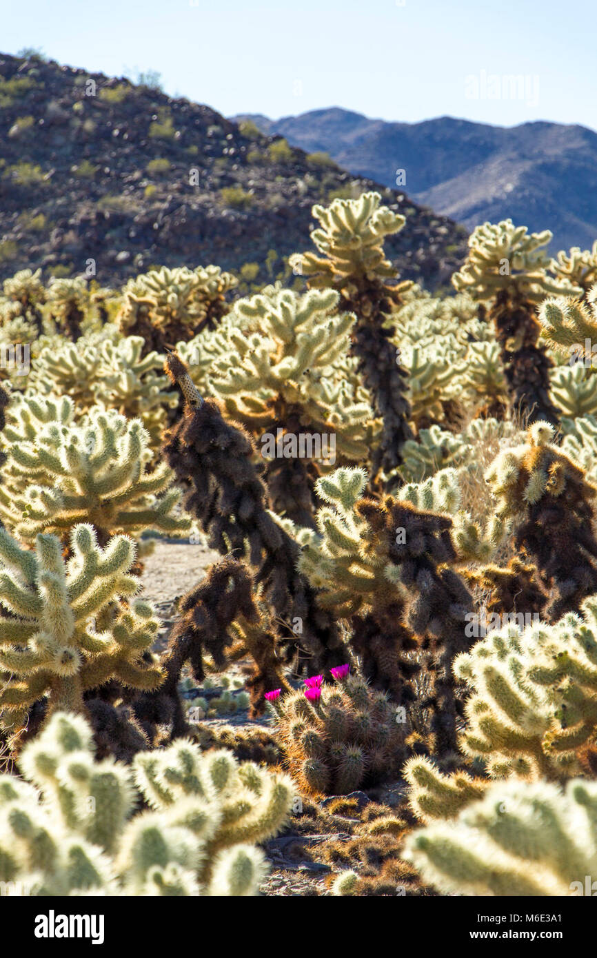 Hedgehog cactus in bloom; Cholla Cactus Garden Stock Photo - Alamy