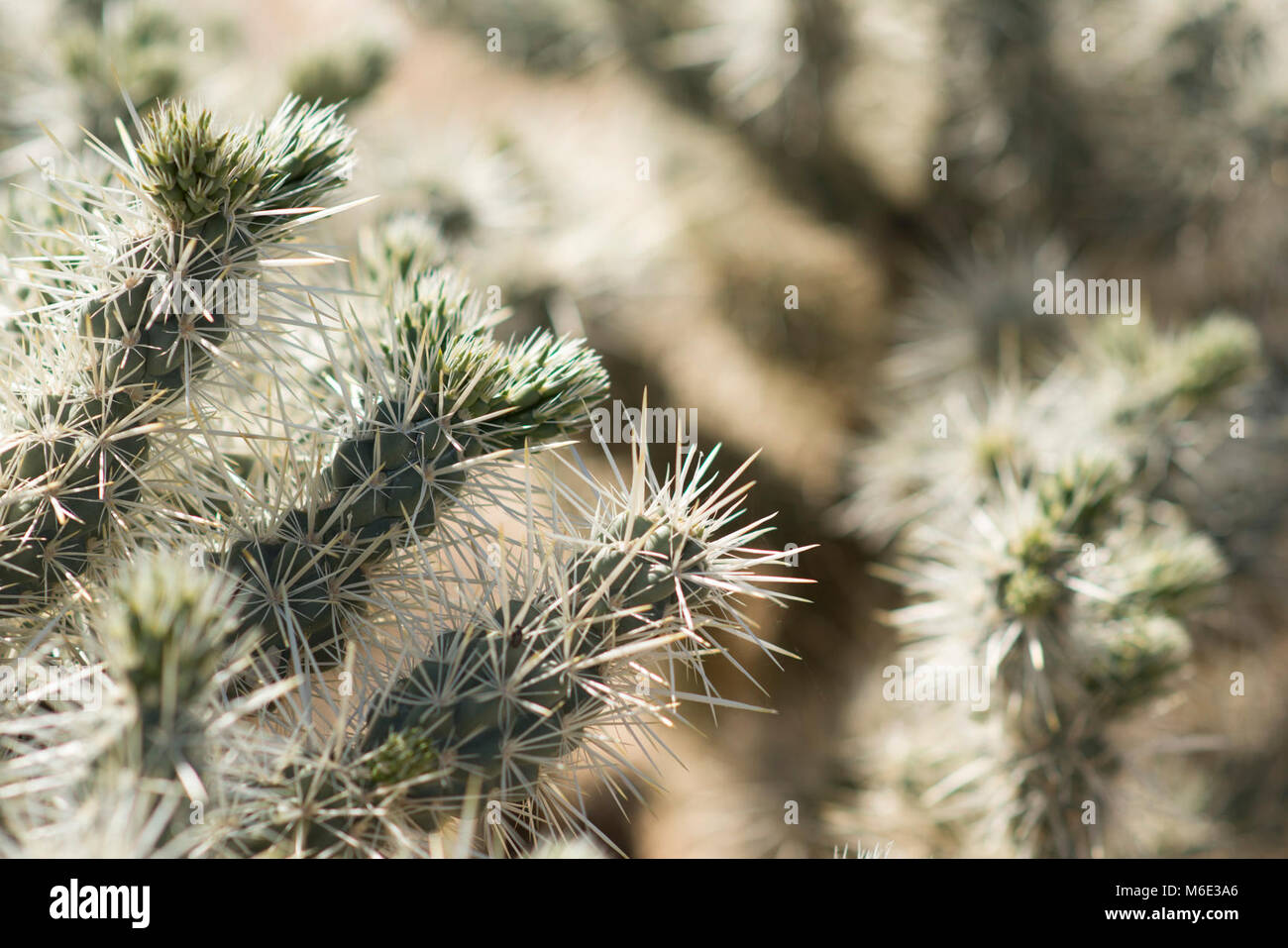 Silver cholla (Cylindropuntia echinocarpa Stock Photo - Alamy