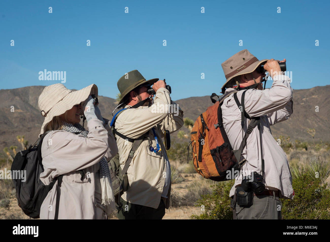 Looking for Birds Stock Photo - Alamy