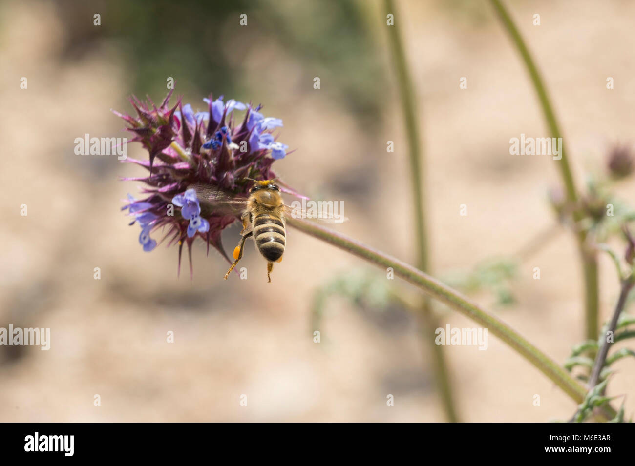Bee on Chia Stock Photo - Alamy