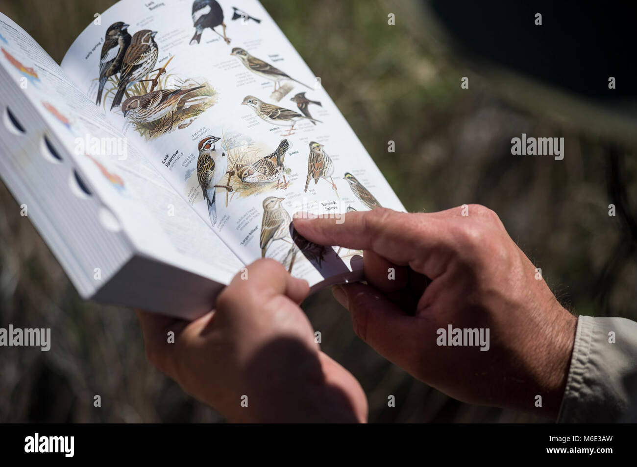 Using a Field Guide to Identify Birds Stock Photo - Alamy